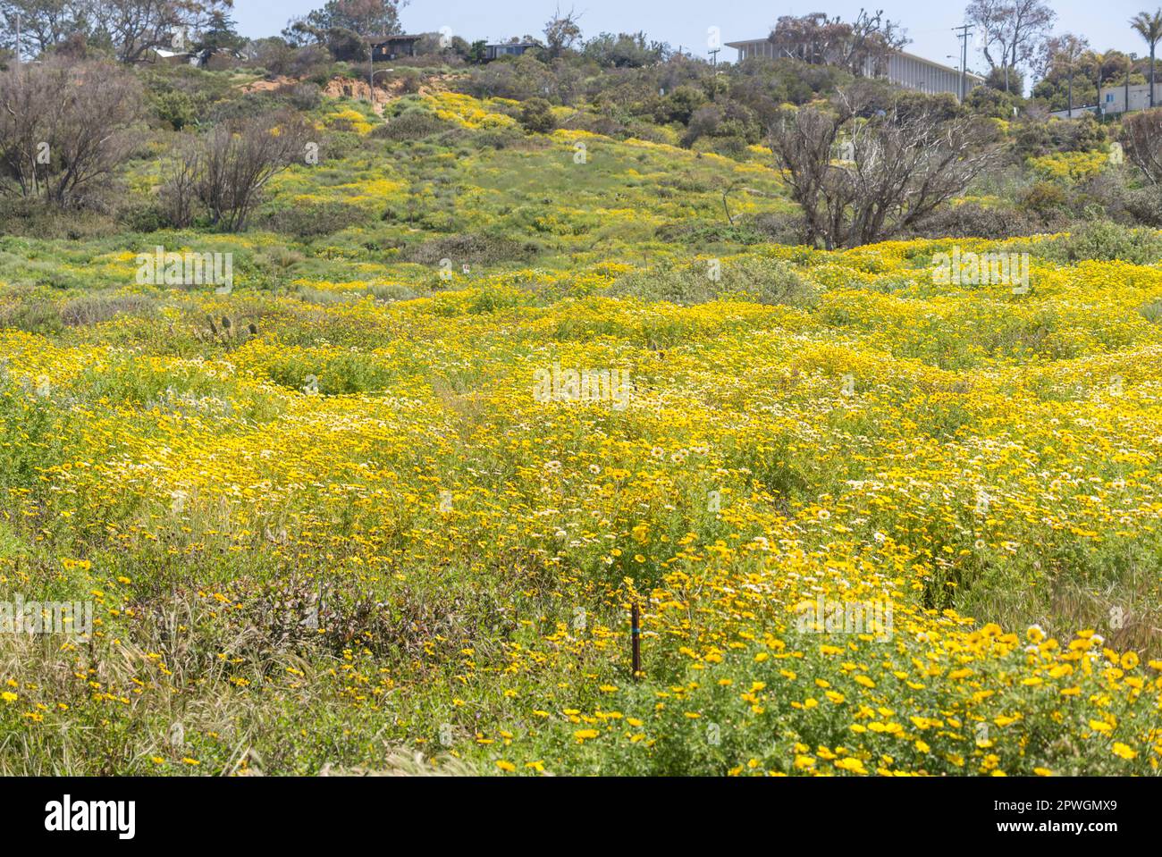 Wildflowers growing at Sunset Cliffs Natural Park in San Diego ...