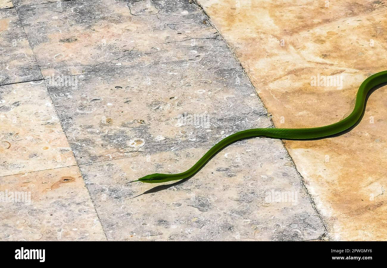 Reptiles Green Snakes