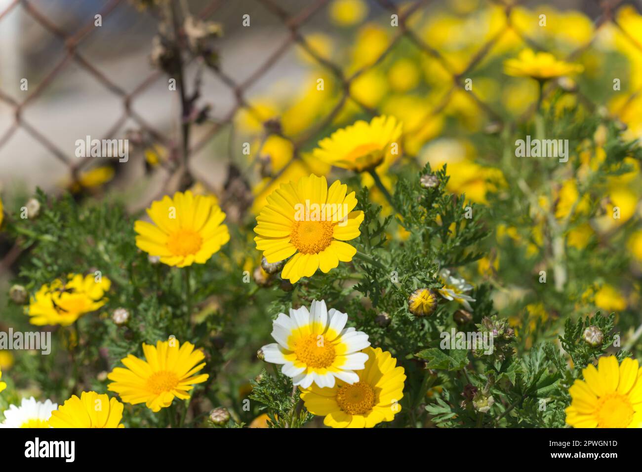 Wildflowers growing at Sunset Cliffs Natural Park in San Diego ...