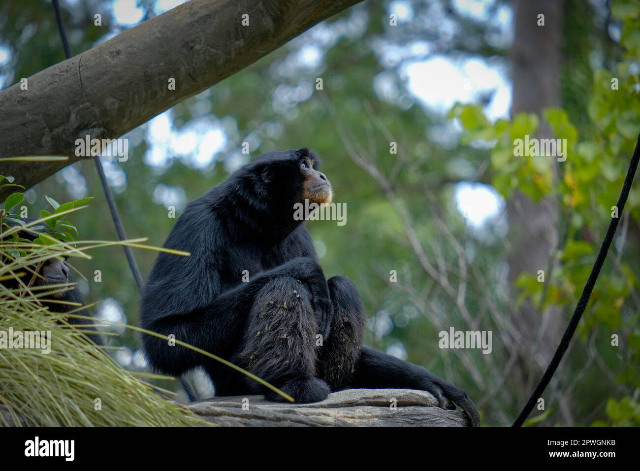 Captive howler monkey(Alouatta sp) staring into the distance Stock ...