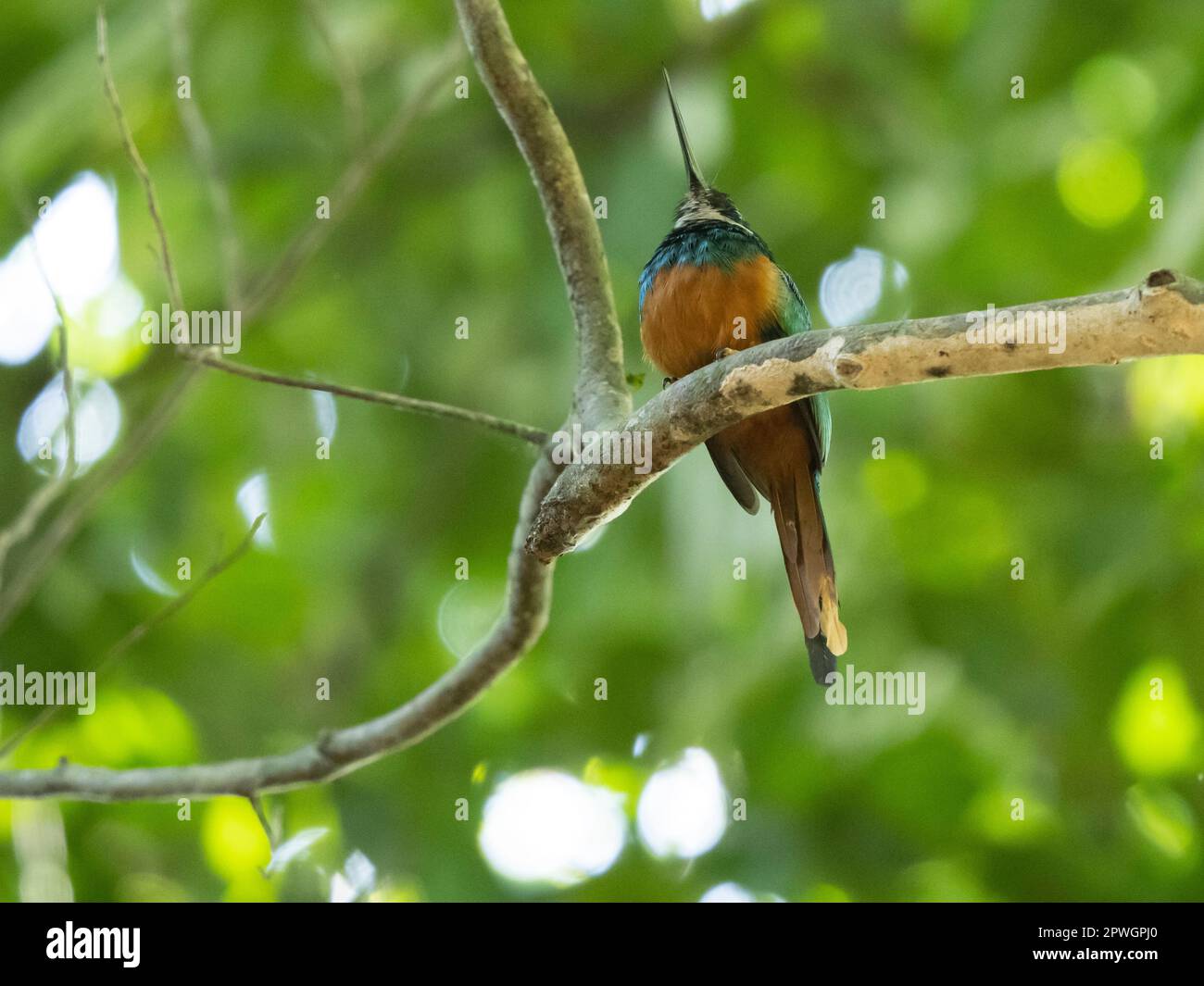 Rufous-tailed jacamar (Galbula ruficauda), Carara National Park, Costa ...