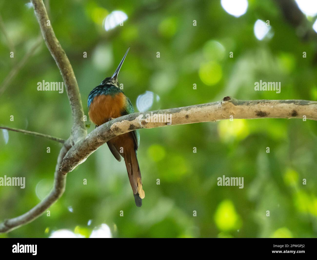 Rufous-tailed jacamar (Galbula ruficauda), Carara National Park, Costa ...