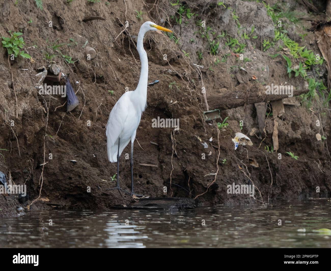 Great egret (Ardea alba), Tarcoles River, Costa Rica Stock Photo - Alamy