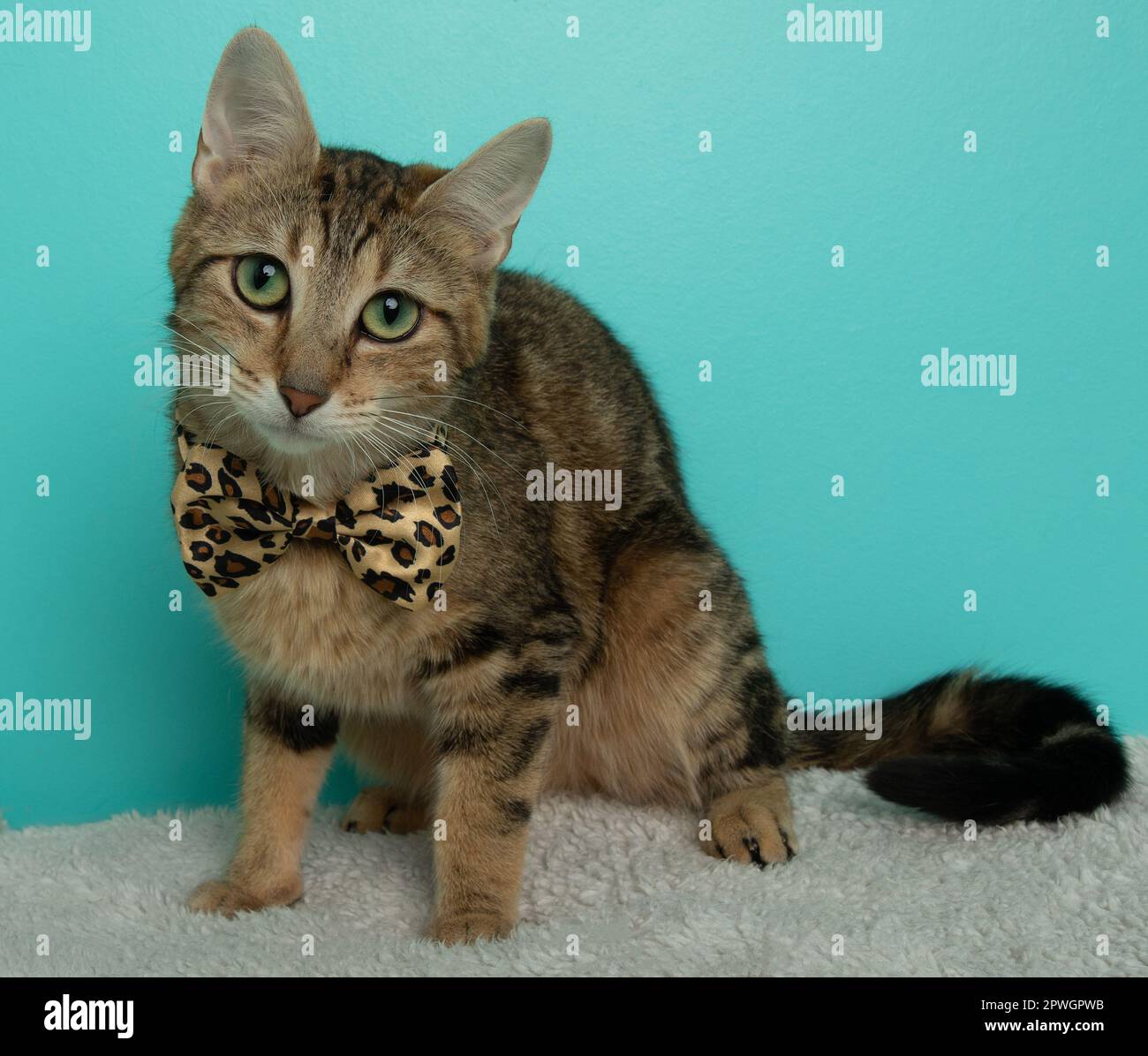 Pet Cheetah Cat