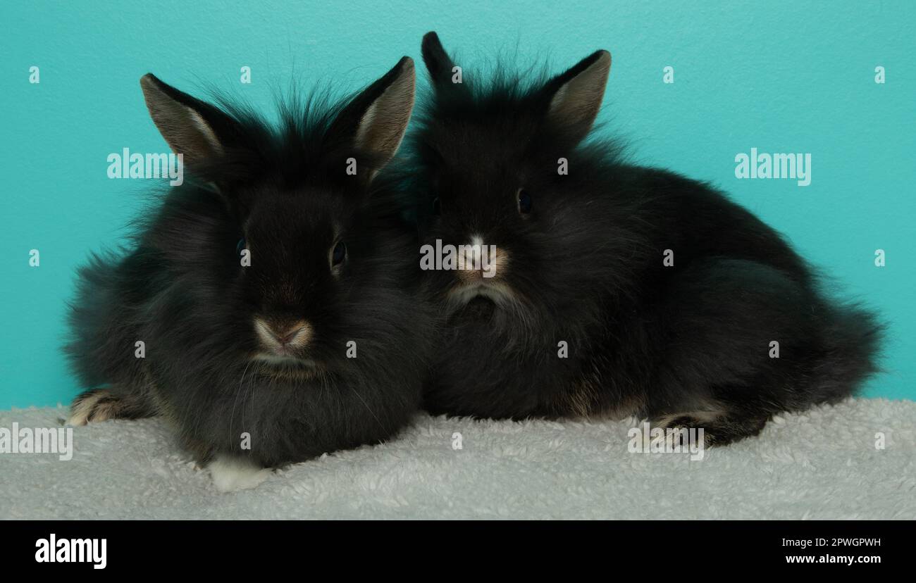 Brown and black rabbits hi-res stock photography and images - Alamy