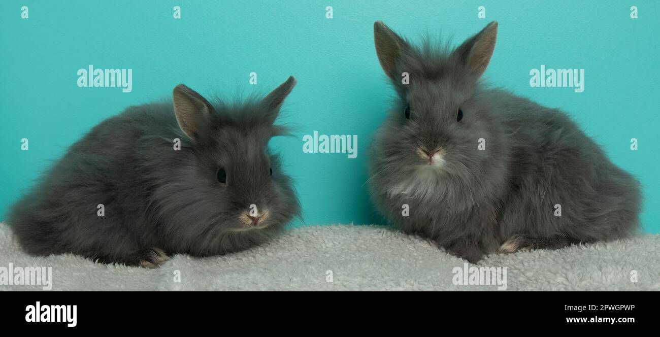 Long haired rabbits hi-res stock photography and images - Alamy