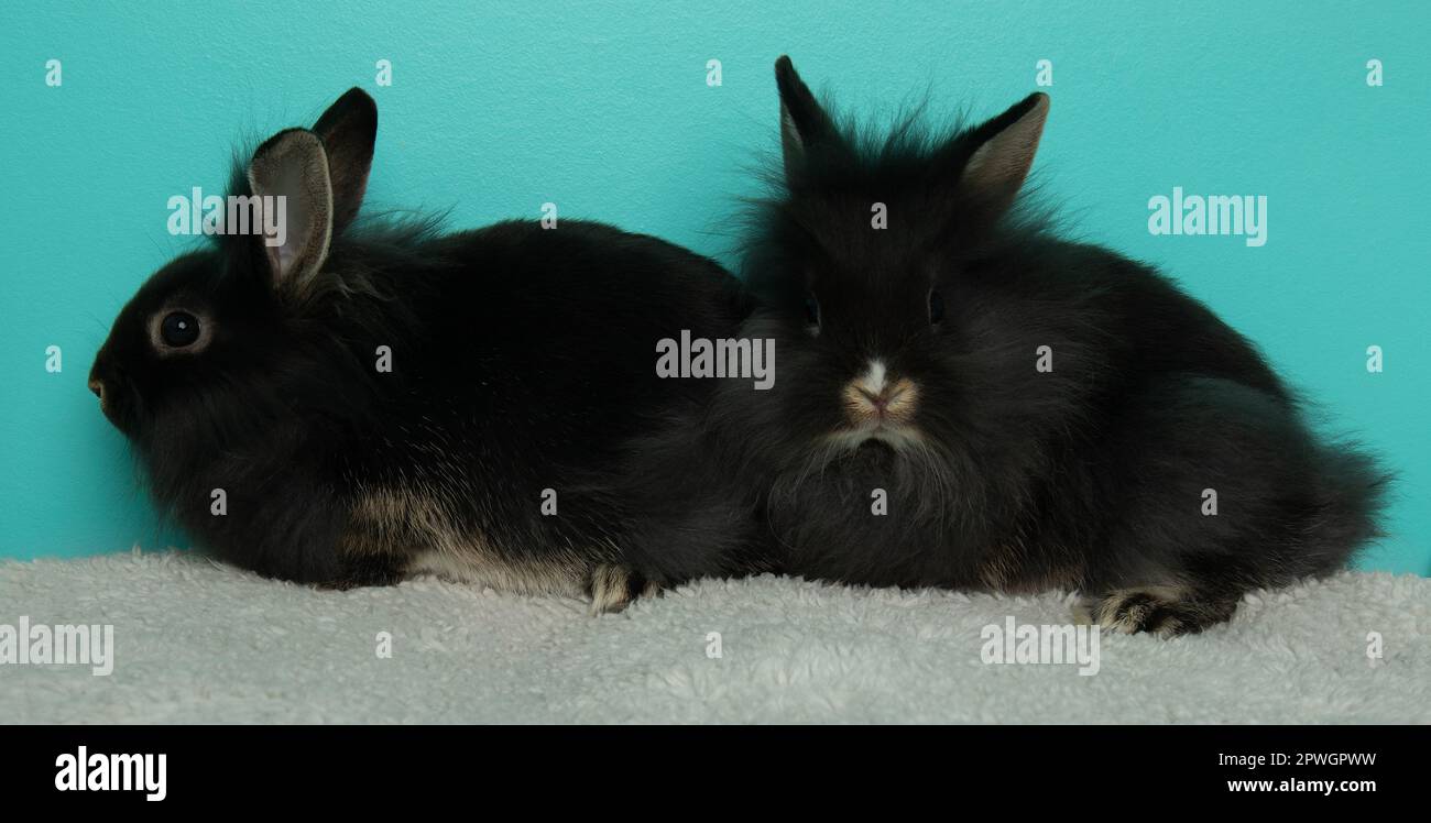 adorable two black baby bunny rabbits on a white blanket portrait Stock ...