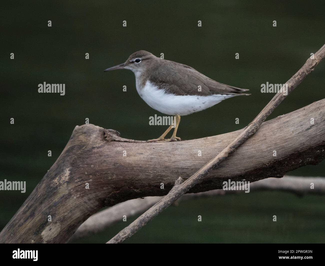 Spotted sandpiper (Actitis macularius), Tarcoles River, Costa Rica ...