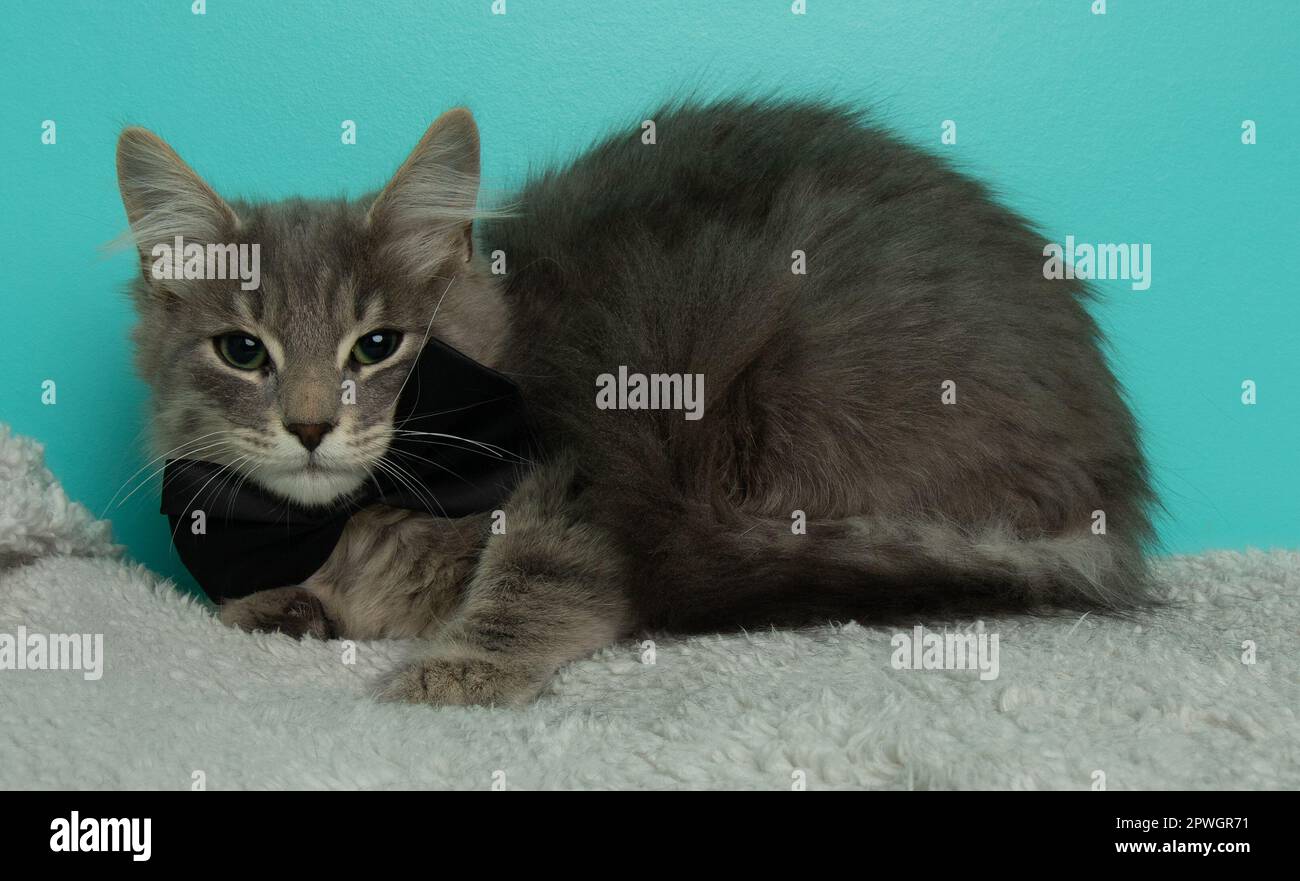 adorable grey fluffy tabby kitty cat lying down wearing a bow tie ...