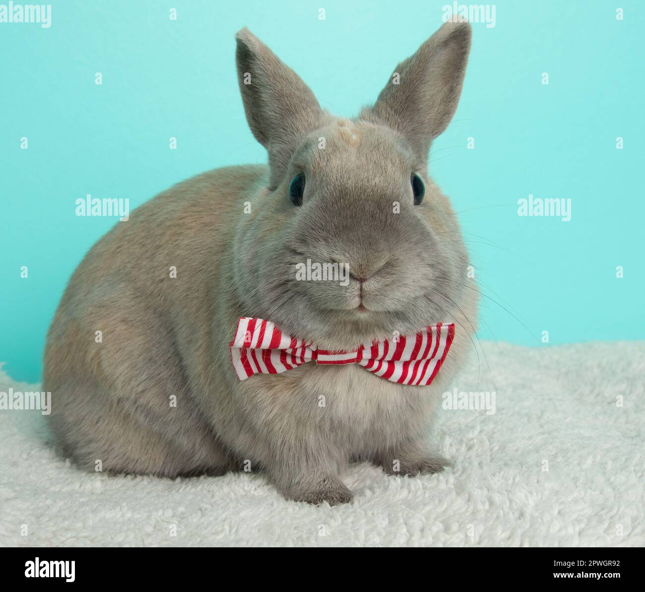 Bunny wearing clothes hi-res stock photography and images - Alamy