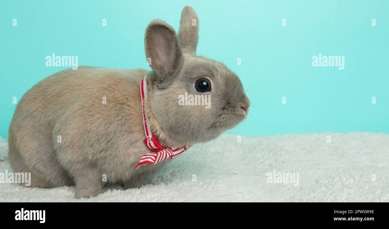 adorable grey bunny rabbit wearing a red and white striped bow tie side ...