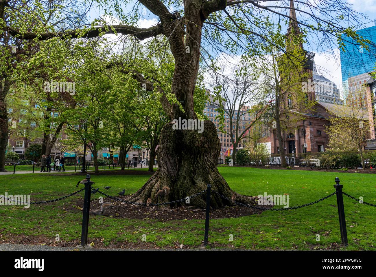 Old elm tree at Boston Common surrounded by squirrels, sparrows, and ...
