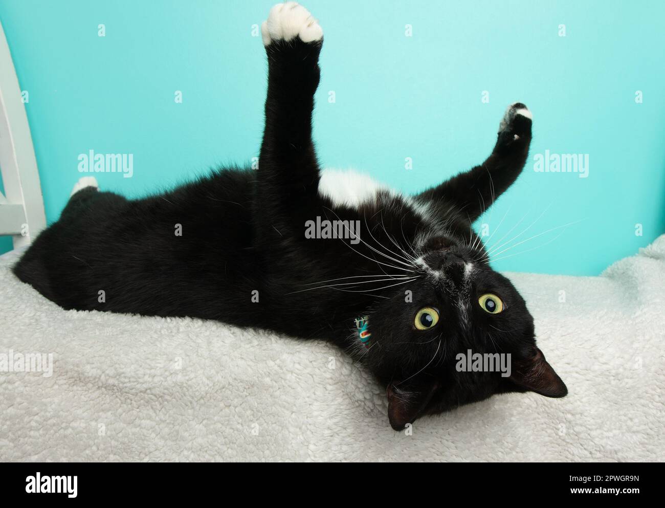adorable black and white short haired cat rolling around with paws up ...
