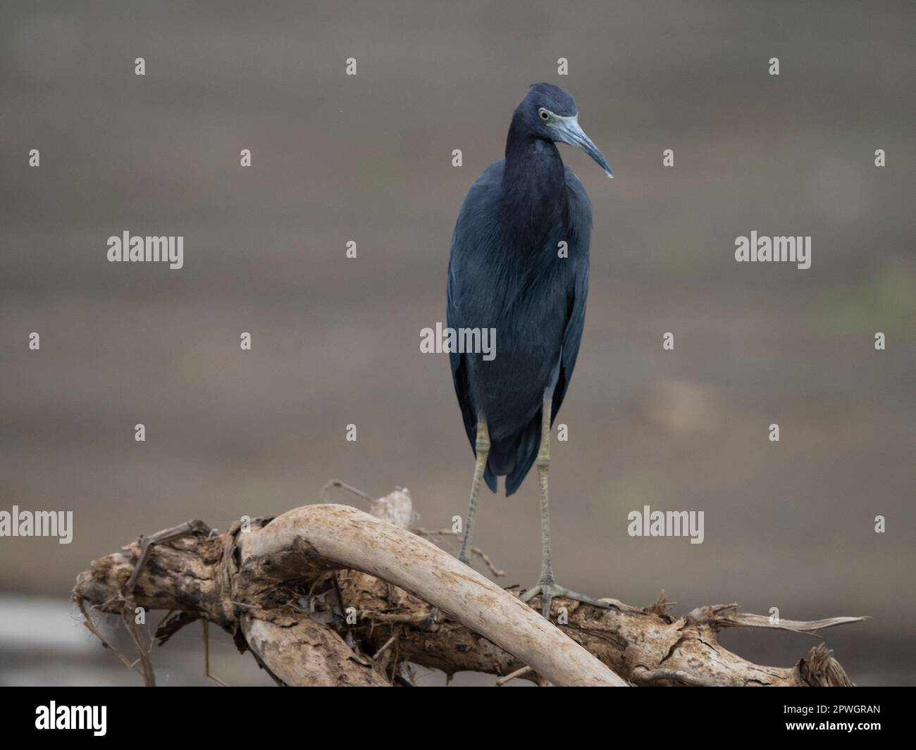 Little blue heron (Egretta caerulea), Tarcoles River, Costa Rica Stock ...