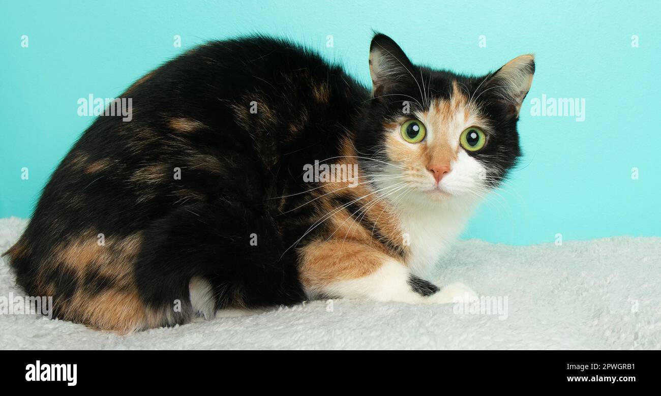 adorable short hair calico kitty cat with green eyes lying down ...