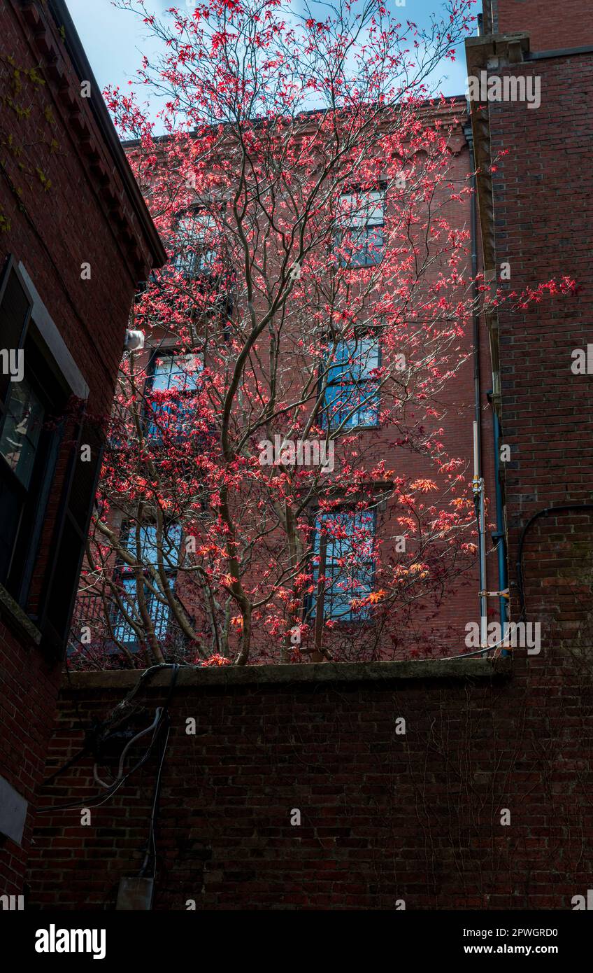 Red leaf maple tree growing in a narrow space between red brick wall ...
