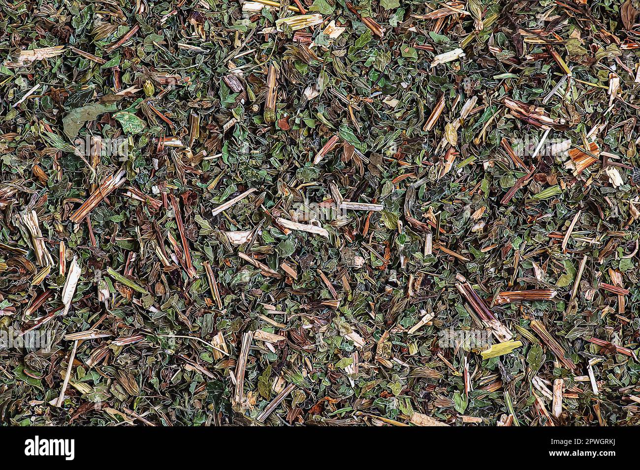 Illustration of natural melissa mint background. Texture of dry Melissa ...