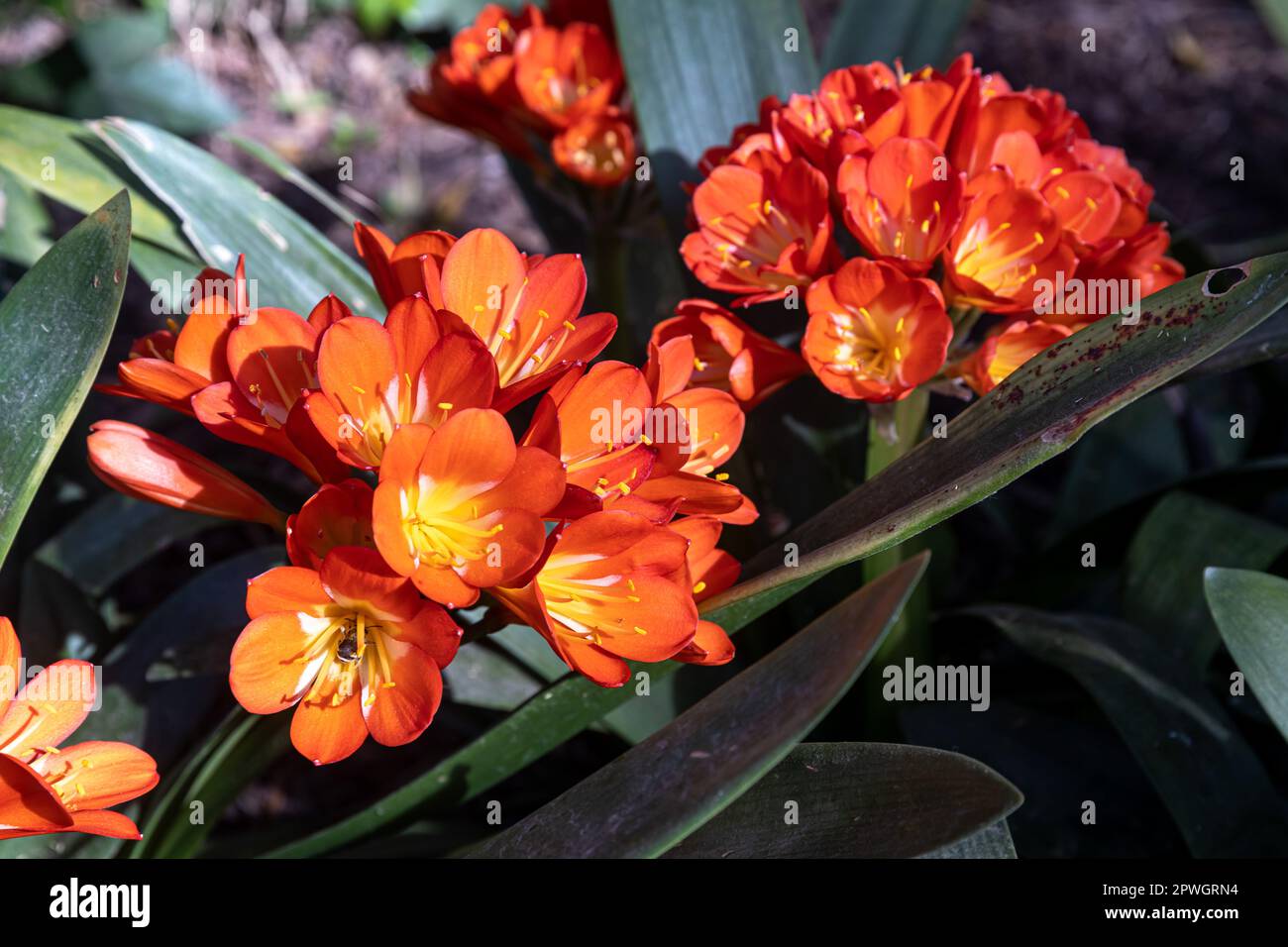 Beautiful red white hippeastrum, amaryllis flowers in the garden.A ...