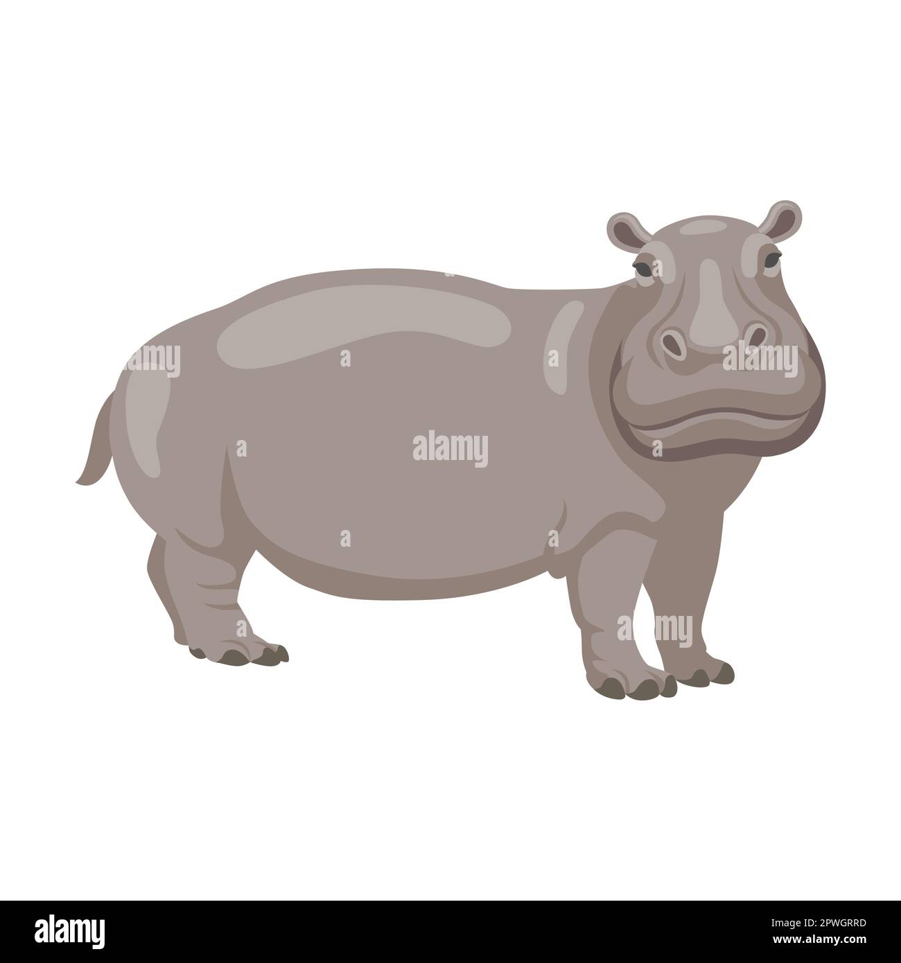 Hippo activity cartoon illustration. African animal standing on white ...