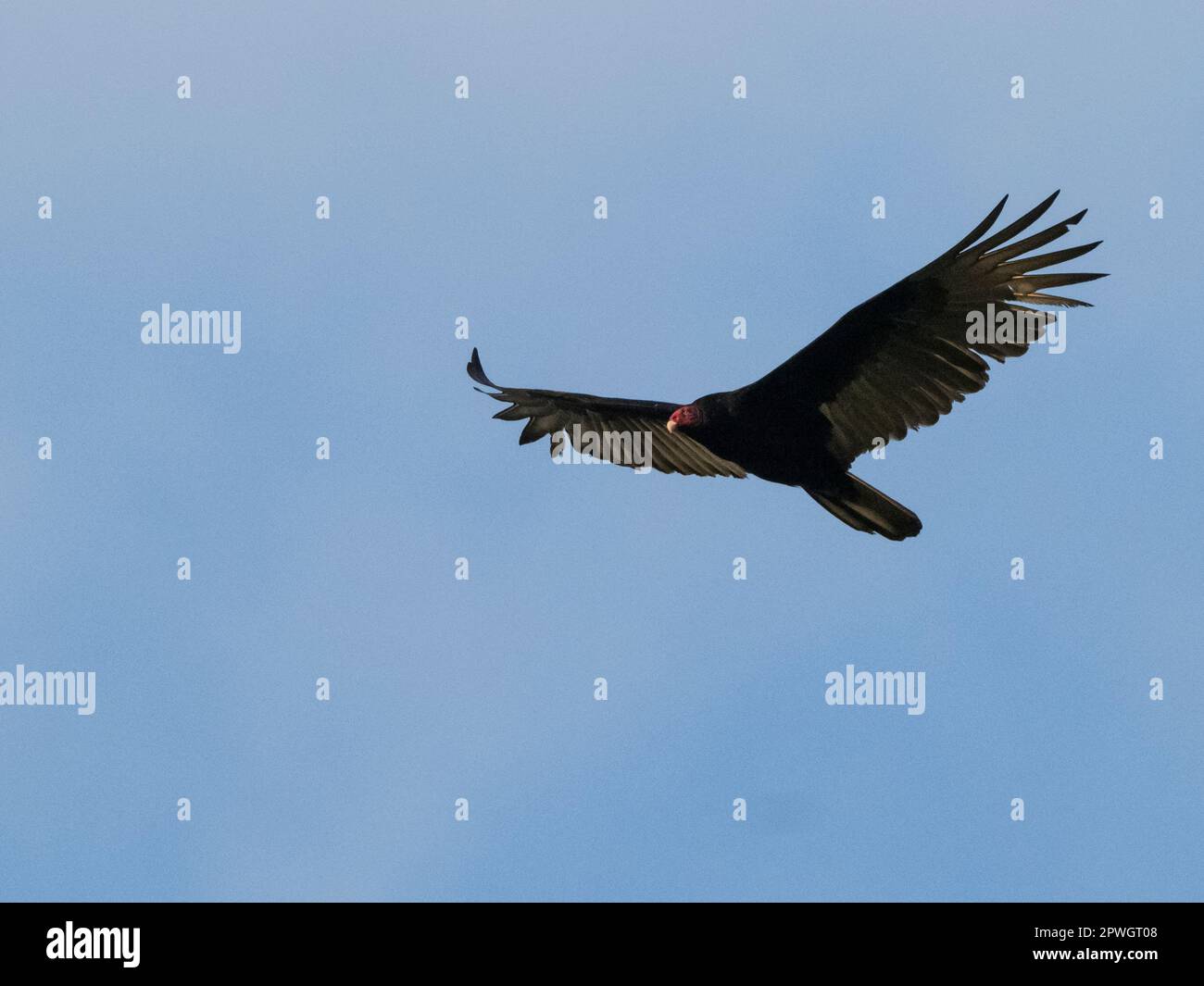 Turkey vulture in flight. Tarcoles River, Costa Rica Stock Photo - Alamy
