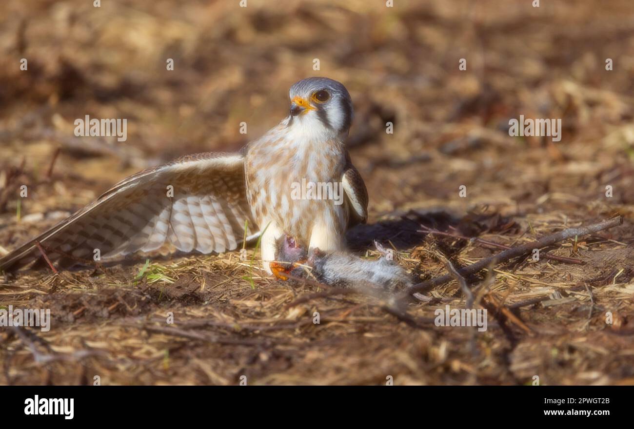 American kestrel holding a meadow vole in northern Wisconsin Stock ...