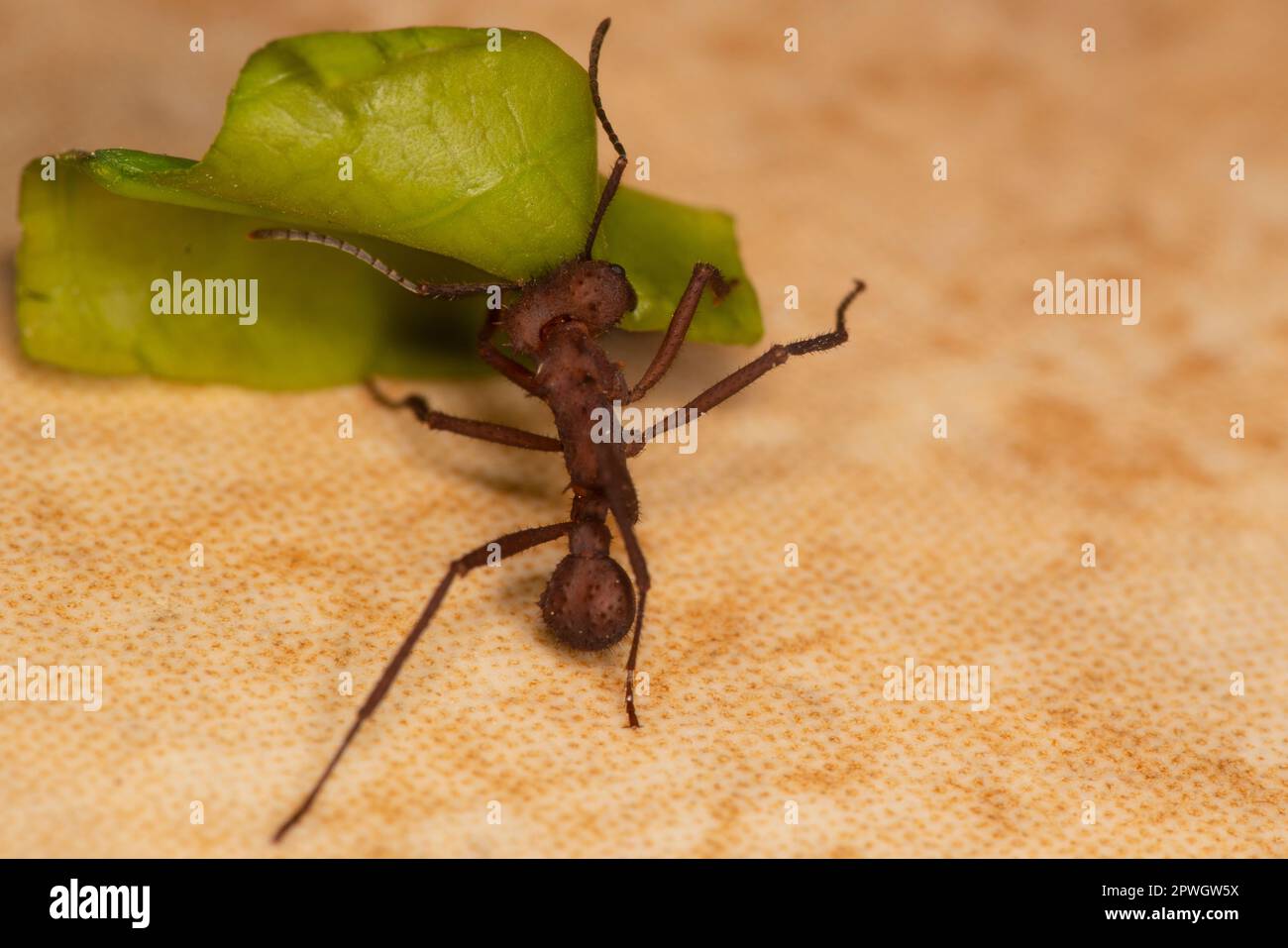 Reserva natural absoluta cabo blanco hi-res stock photography and ...
