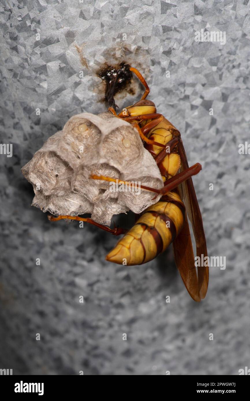 Executioner paper wasp with nest (Polistes carnifex), Cabo Blanco ...
