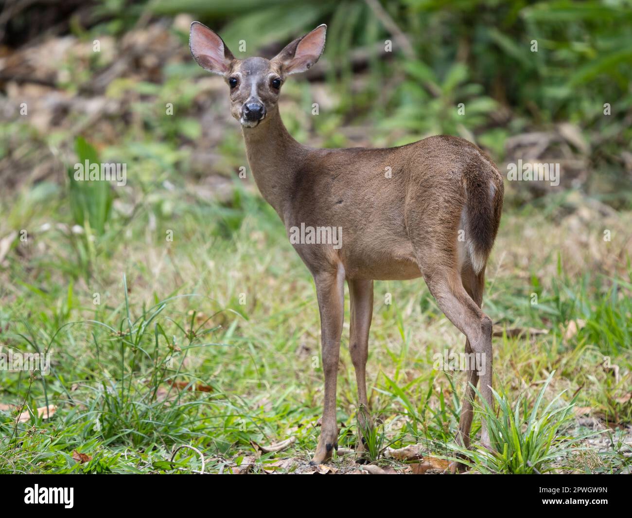 Central American red brocket (Mazama temama), Cabo Blanco Nature ...