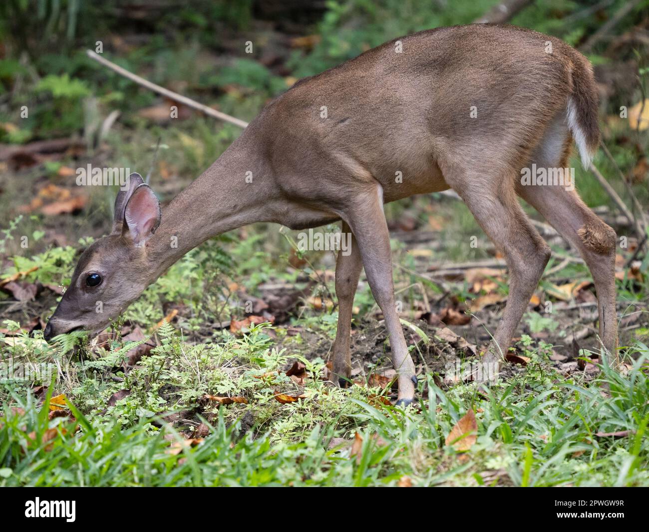 Central American red brocket (Mazama temama), Cabo Blanco Nature ...