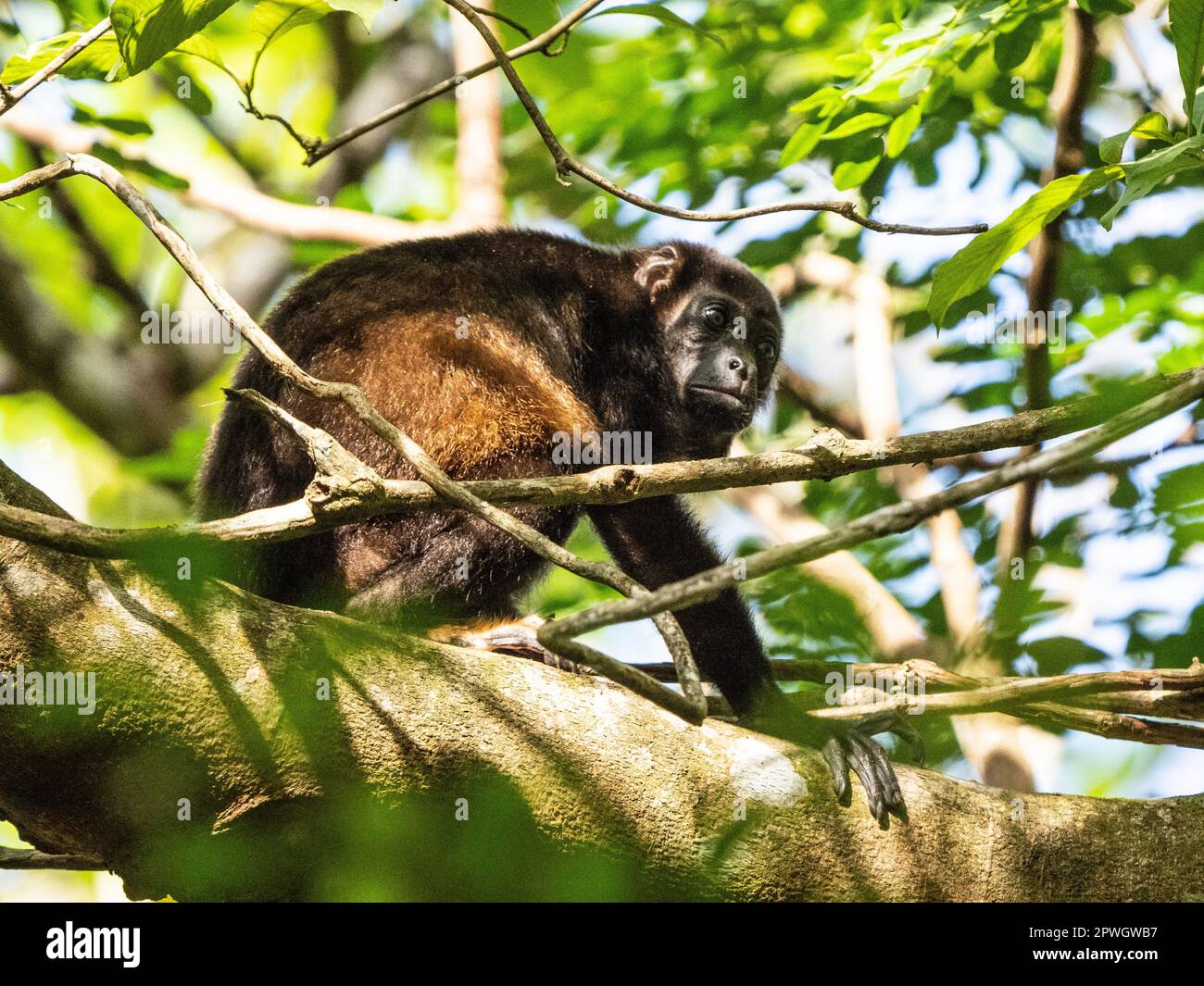 Mantled howler (Alouatta palliata), Cabo Blanco Nature Reserve, Costa ...