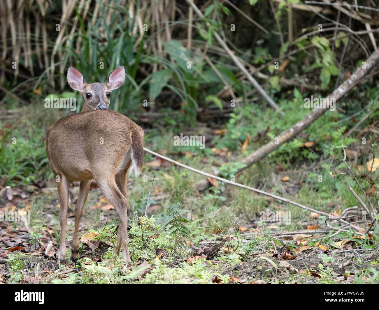 Central American red brocket (Mazama temama), Cabo Blanco Nature ...