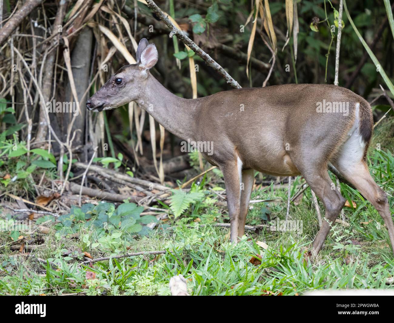 Mazama temama hi-res stock photography and images - Alamy