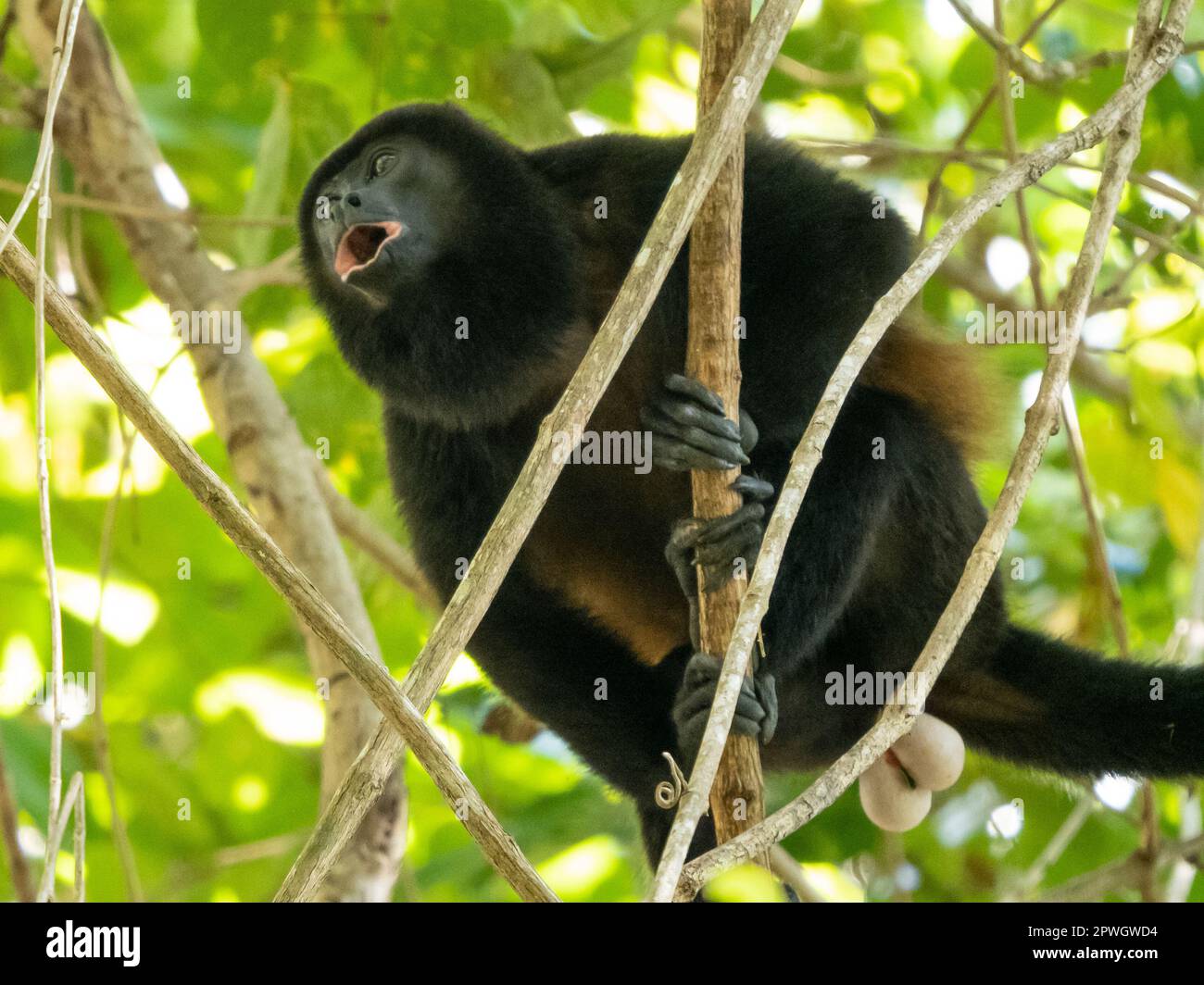 Reserva natural absoluta cabo blanco hi-res stock photography and ...