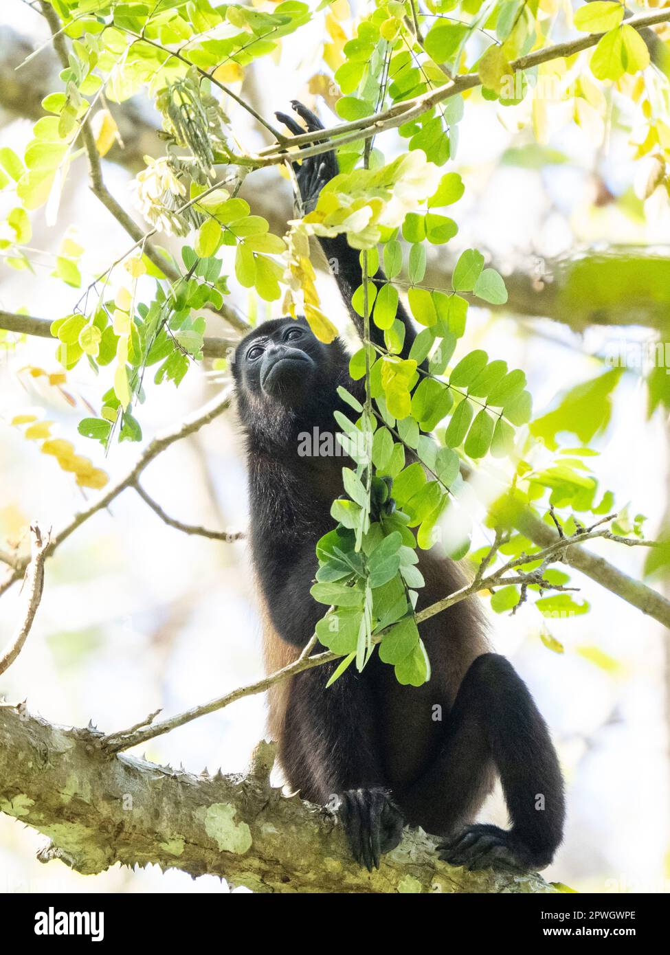 Mantled howler (Alouatta palliata), Cabo Blanco Nature Reserve, Costa ...