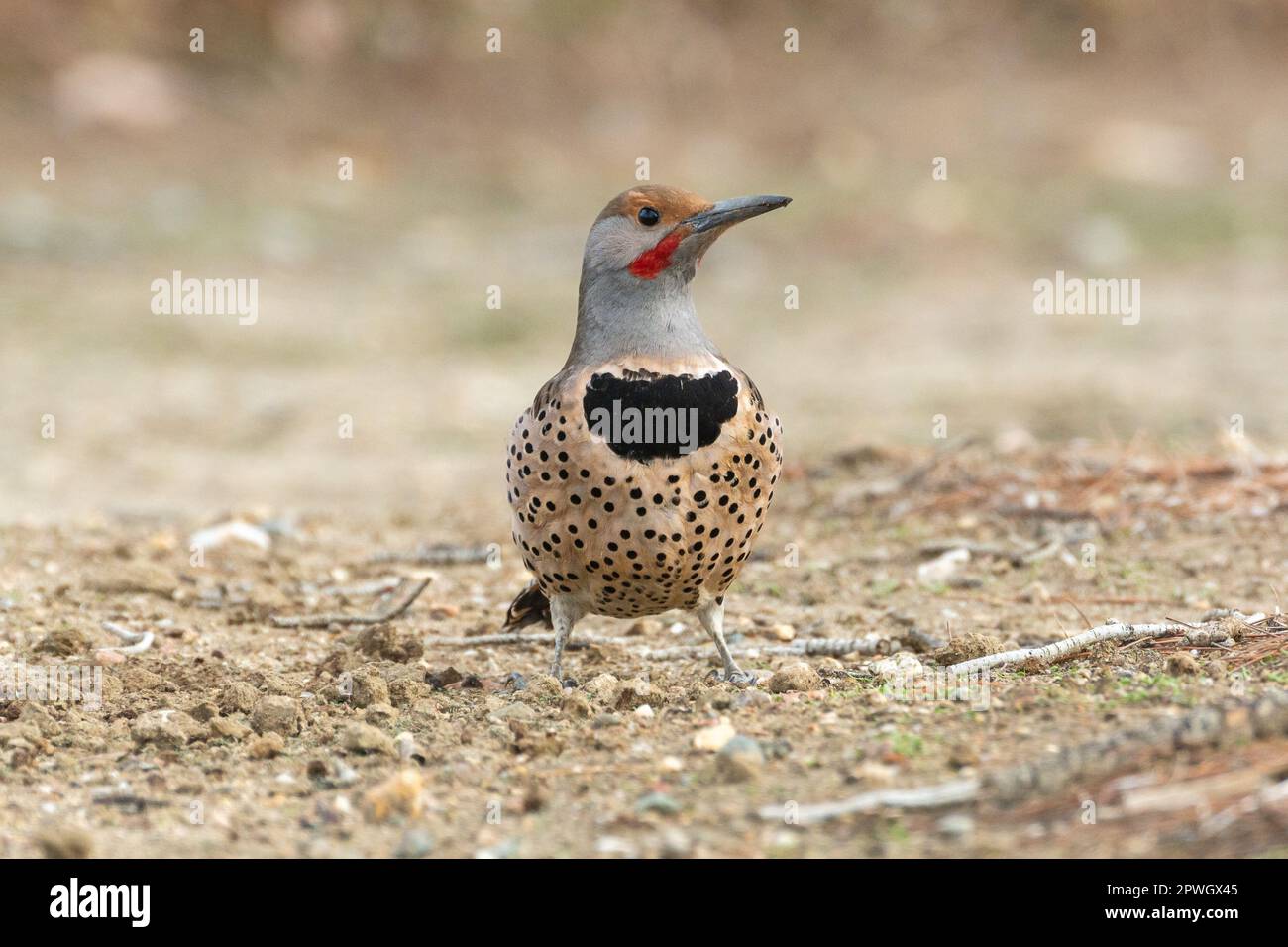 A male Northern flicker (Colaptes auratus) lands to look for insects in ...