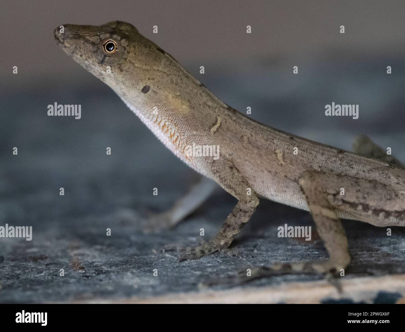 Reserva natural absoluta cabo blanco hi-res stock photography and ...