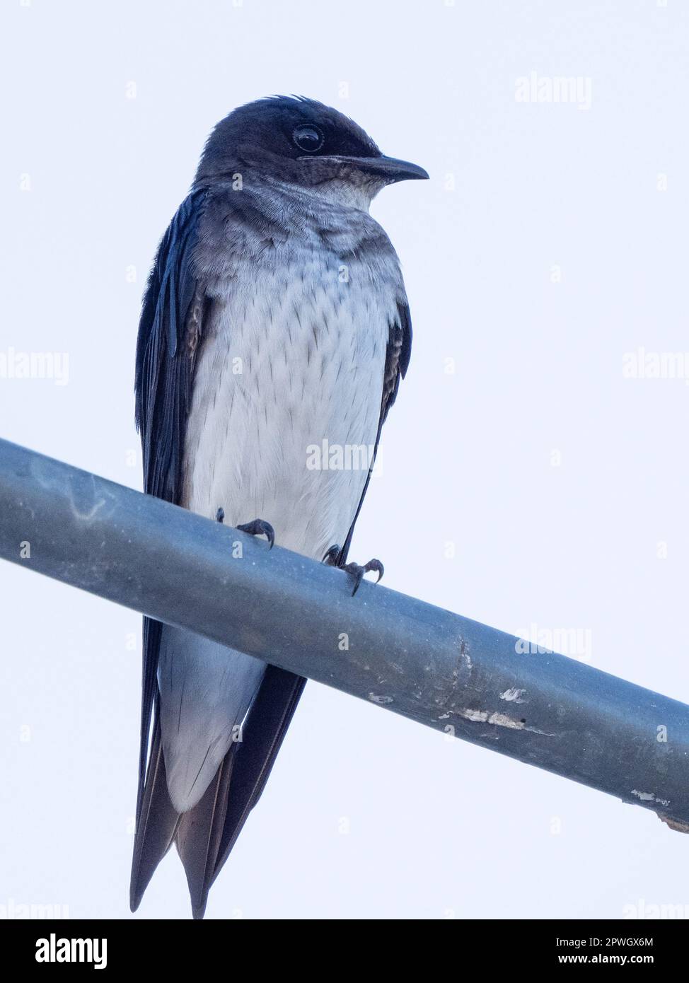 Grey-breasted martin (Progne chalybea), Costa Rica Stock Photo - Alamy