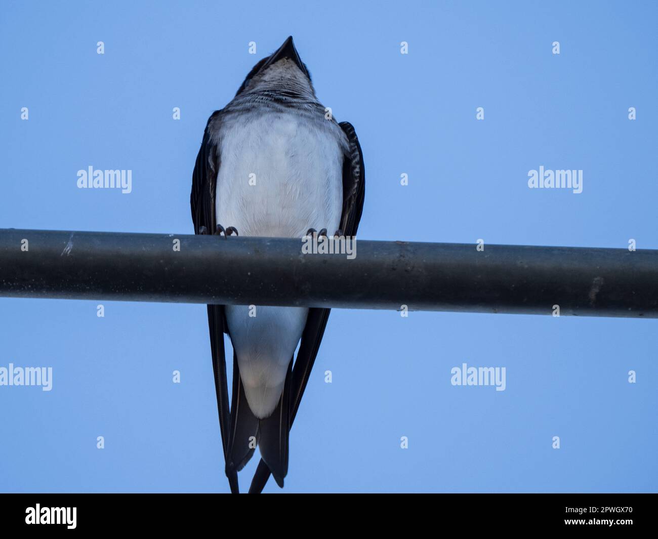 Grey-breasted martin (Progne chalybea), Costa Rica Stock Photo - Alamy
