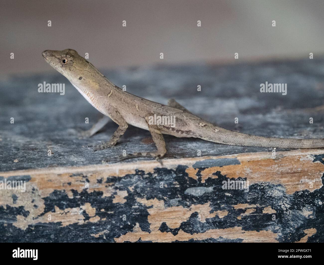 Reserva natural absoluta cabo blanco hi-res stock photography and ...