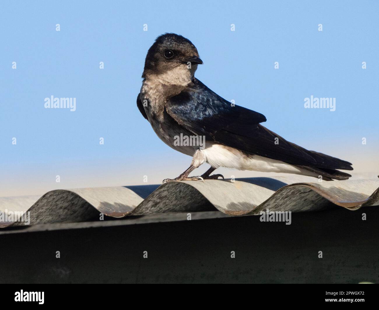 Grey breasted martin progne chalybea hi-res stock photography and ...