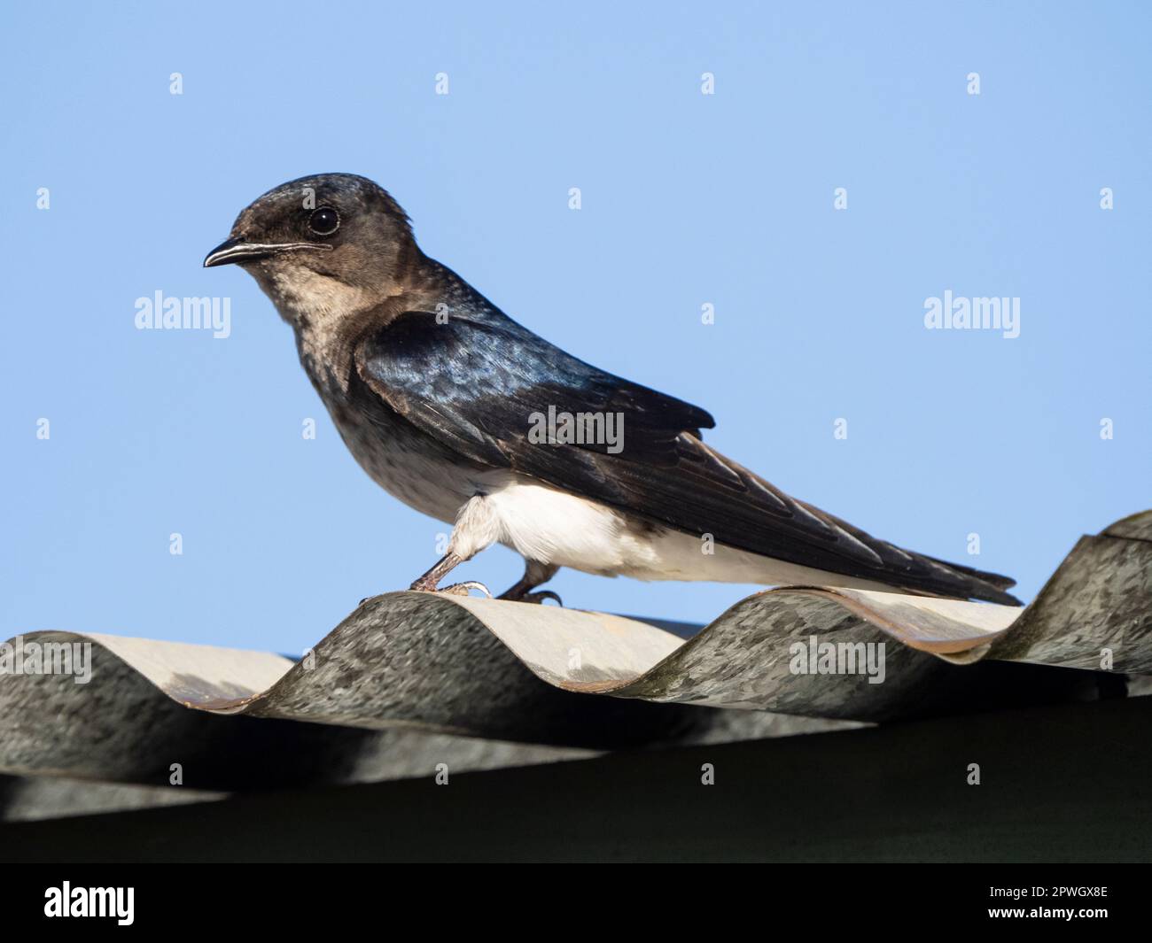 Chalybea hi-res stock photography and images - Alamy