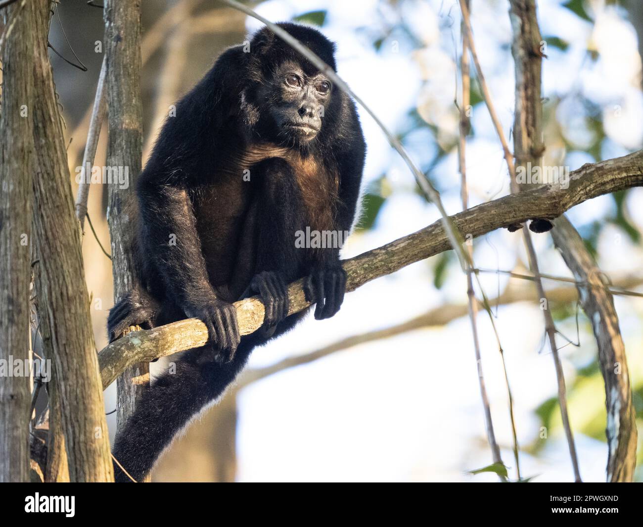 Mantled howler (Alouatta palliata), Cabo Blanco Nature Reserve, Costa ...