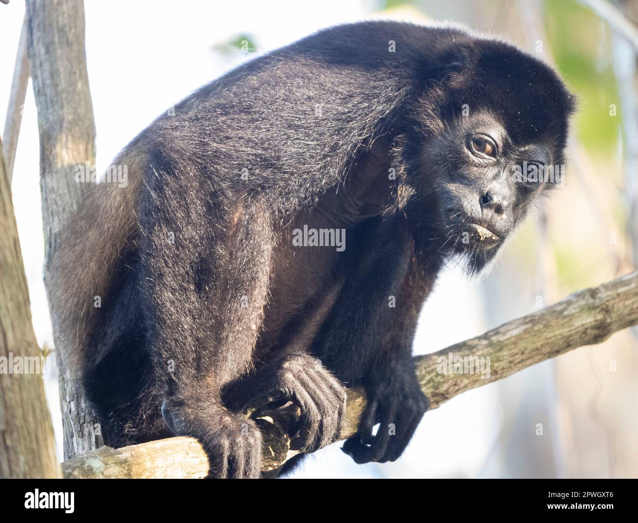 Mantled howler (Alouatta palliata), Cabo Blanco Nature Reserve, Costa ...