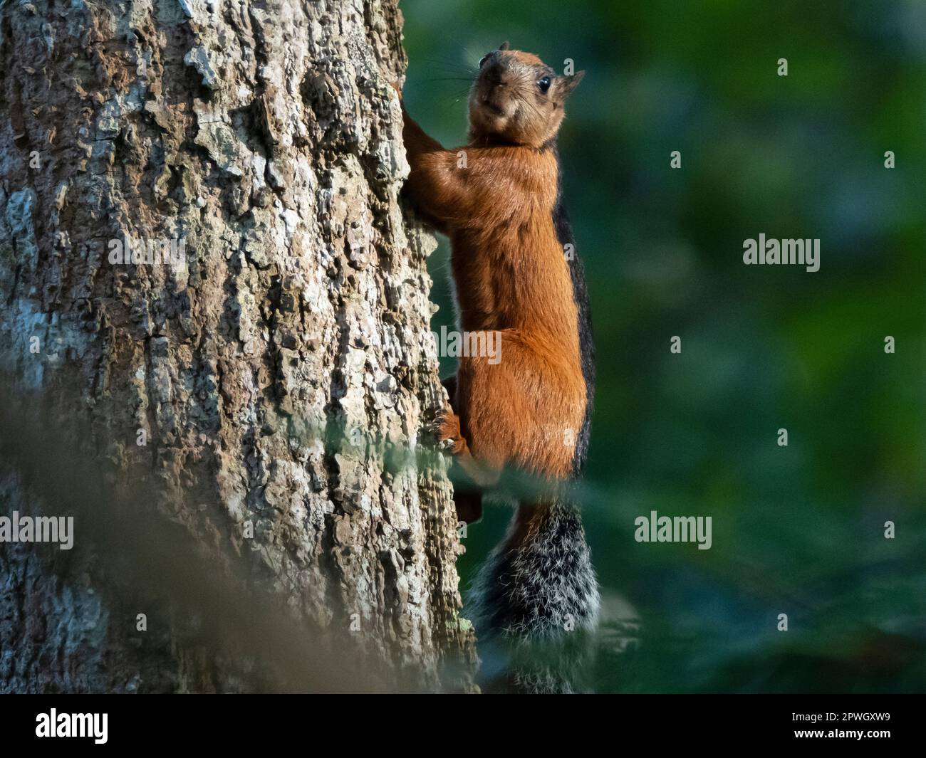 Variegated squirrel (Sciurus variegatoides rigidus), Cabo Blanco Nature ...