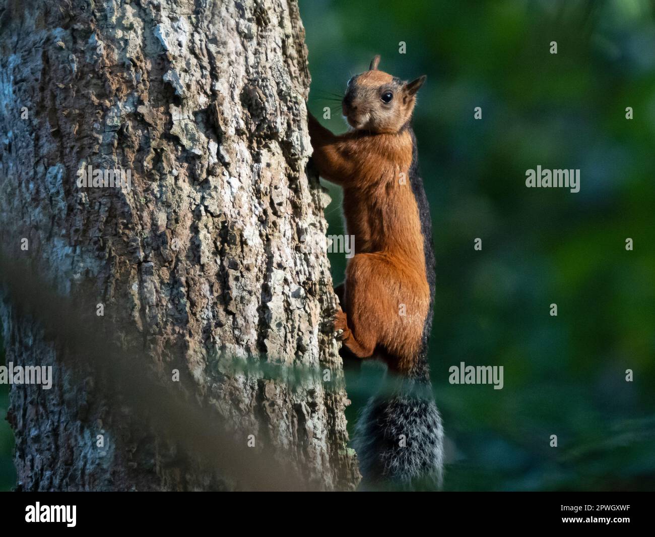 Variegated squirrel (Sciurus variegatoides rigidus), Cabo Blanco Nature ...