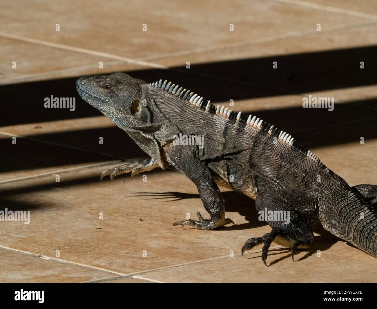 Black spiny-tailed iguana (Ctenosaura similis), Cabo Blanco Nature ...