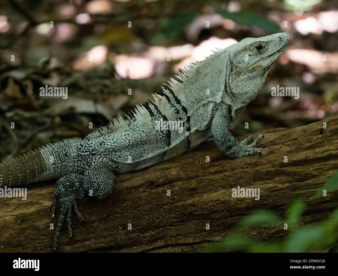 Black spiny-tailed iguana (Ctenosaura similis), Cabo Blanco Nature ...