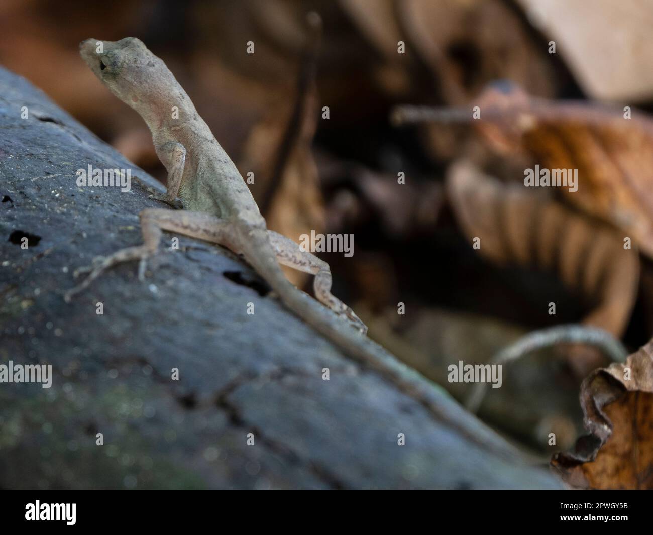 Reserva natural absoluta cabo blanco hi-res stock photography and ...