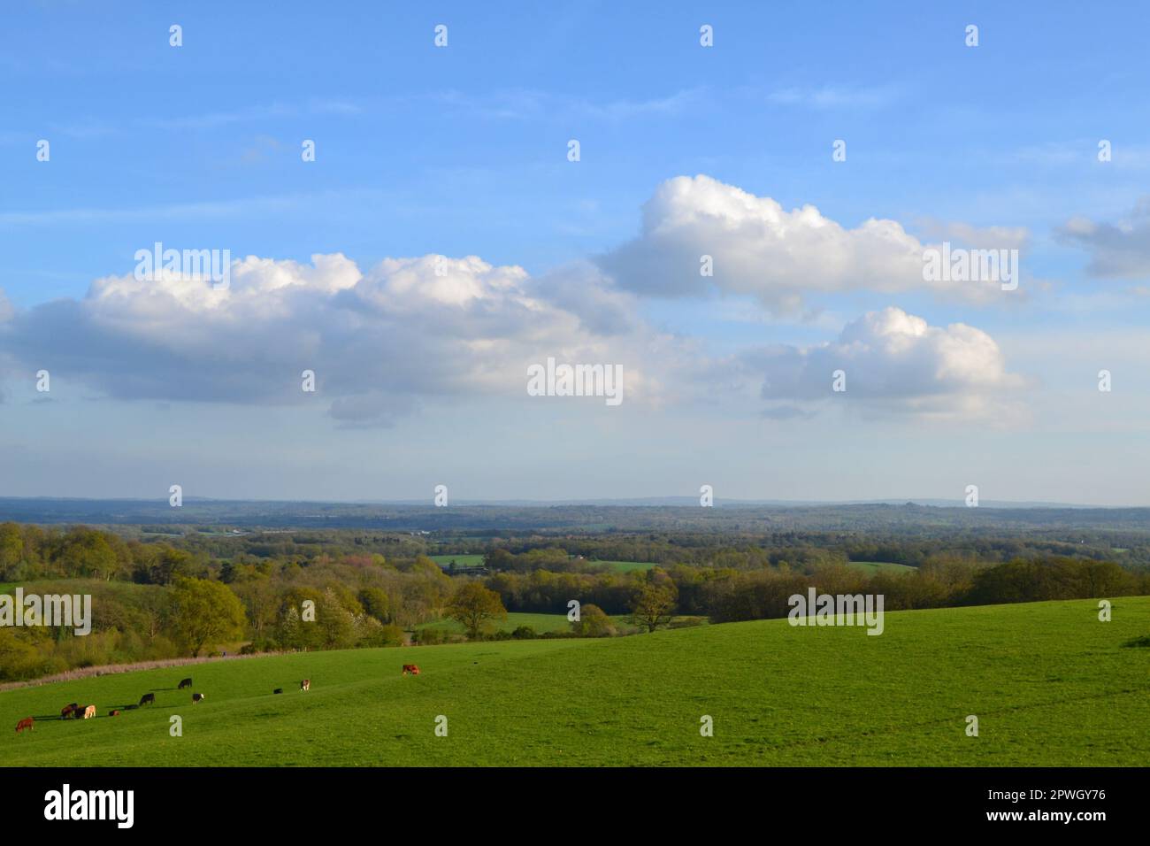 Four elms hi-res stock photography and images - Alamy