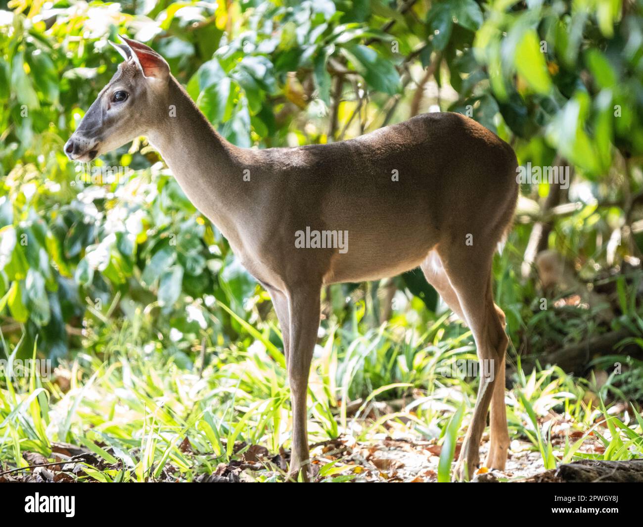 Central American red brocket (Mazama temama), Cabo Blanco Nature ...